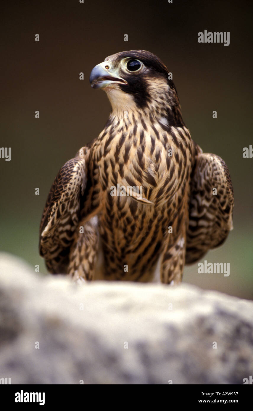 Falco peregrinus falco pellegrino hi-res stock photography and images ...