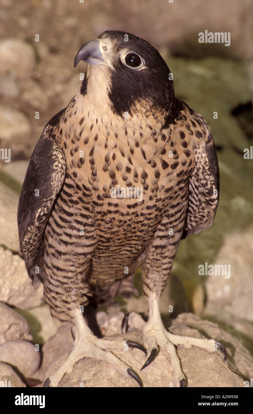Falco pellegrino hi-res stock photography and images - Alamy