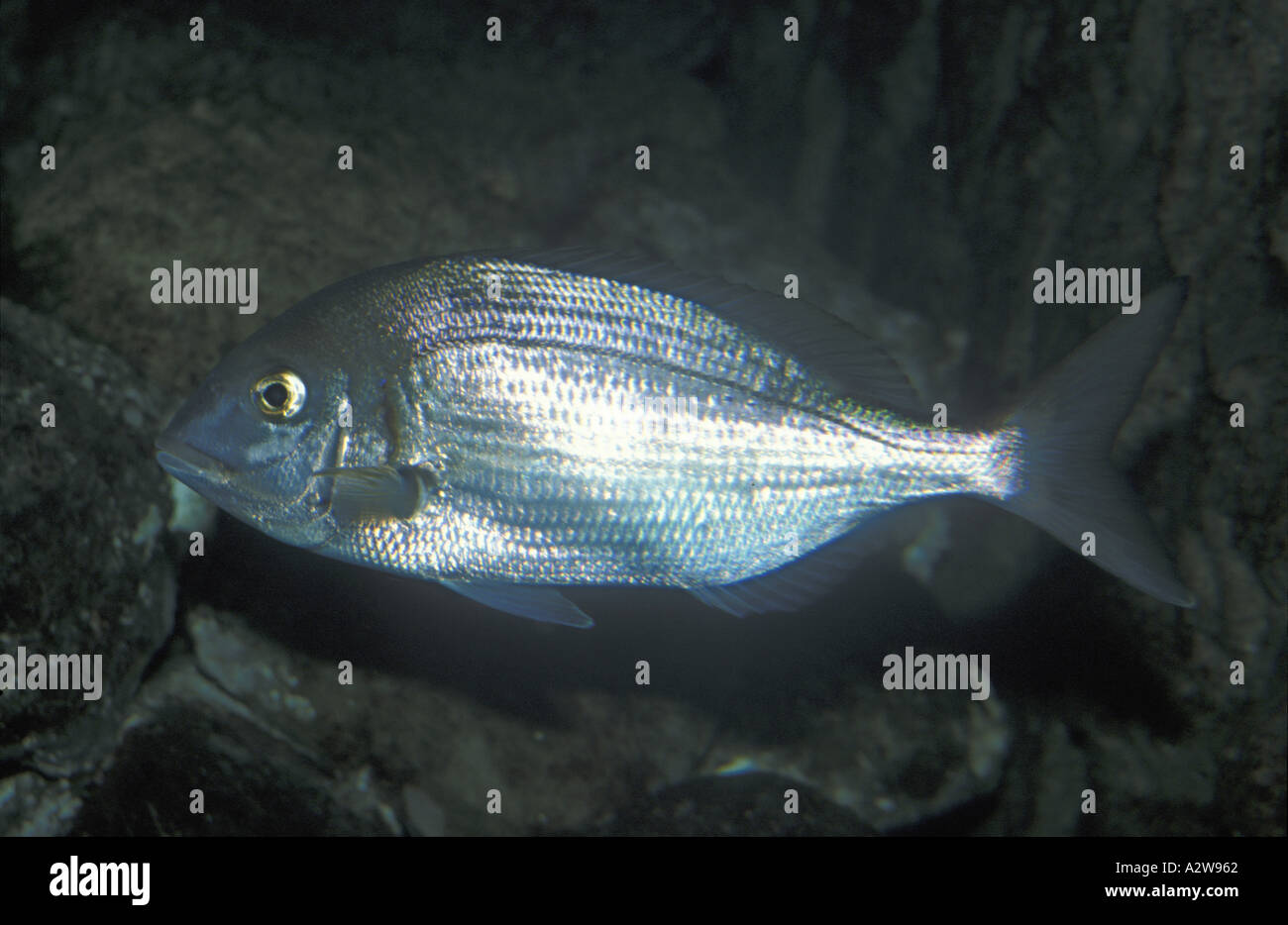 Common seabream hi-res stock photography and images - Alamy