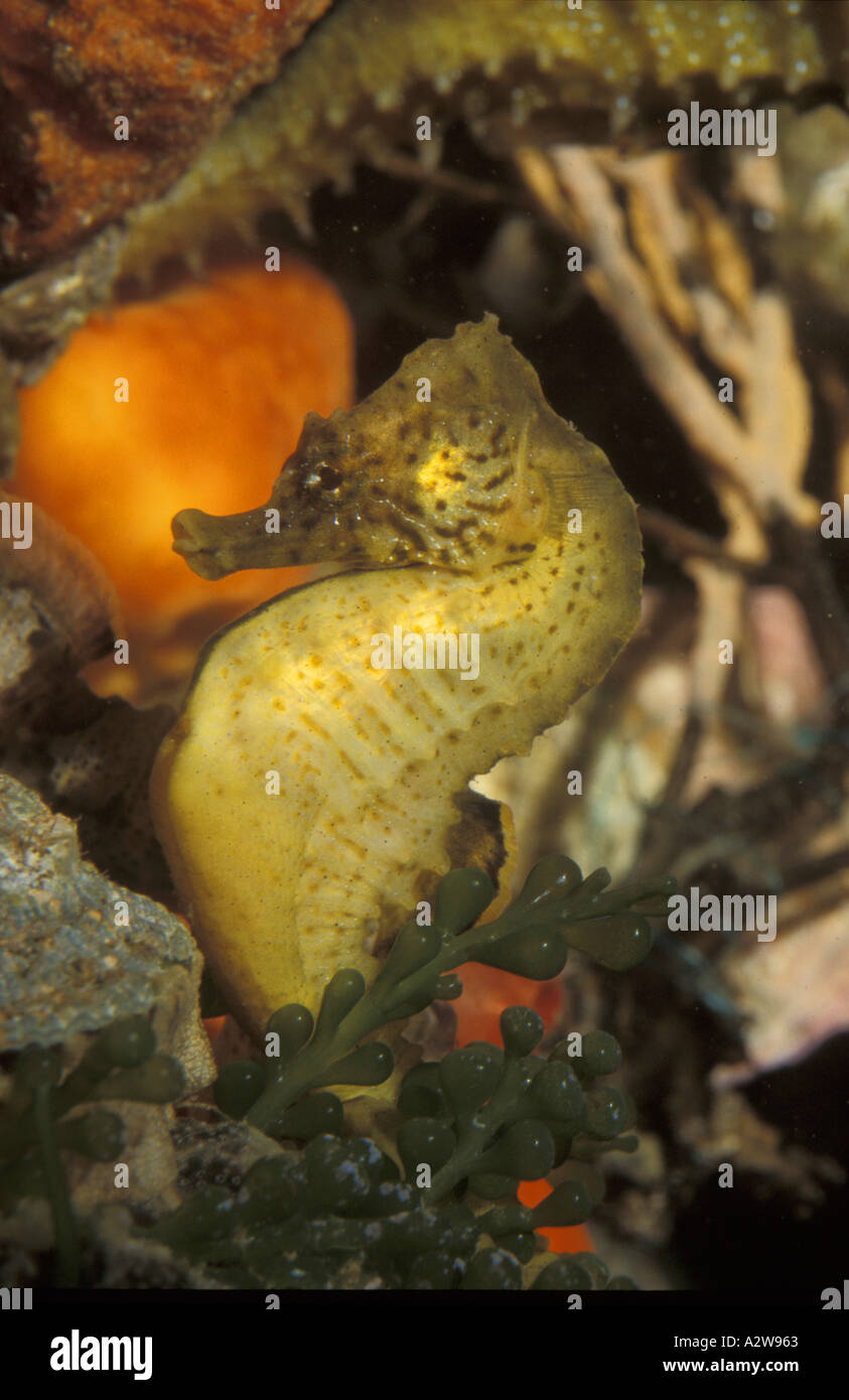 Short snouted seahorse Stock Photo - Alamy