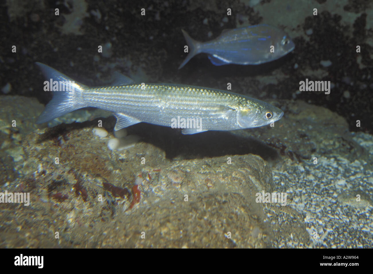 Flathead fish hi-res stock photography and images - Alamy