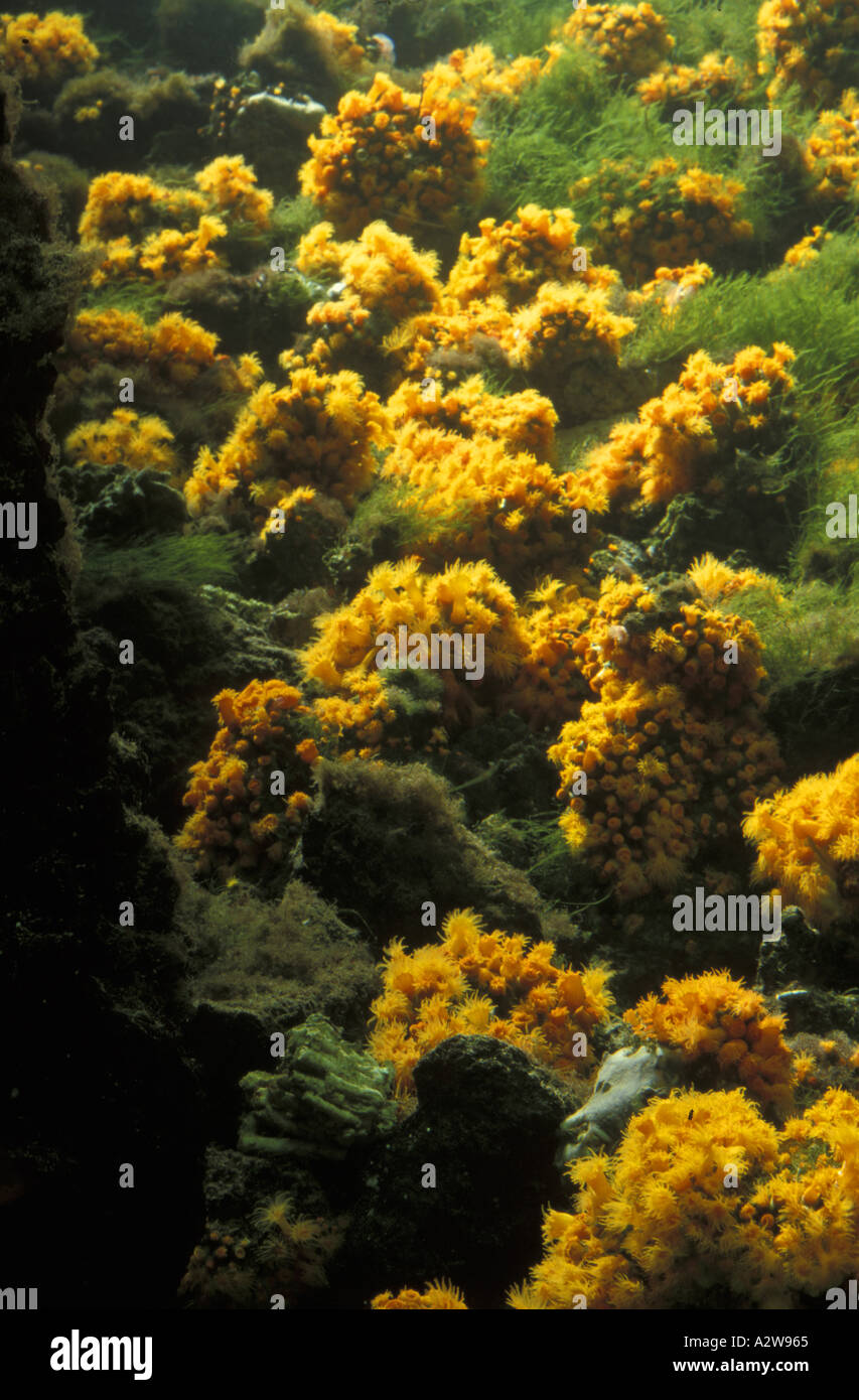 Astroides calycularis hi-res stock photography and images - Alamy