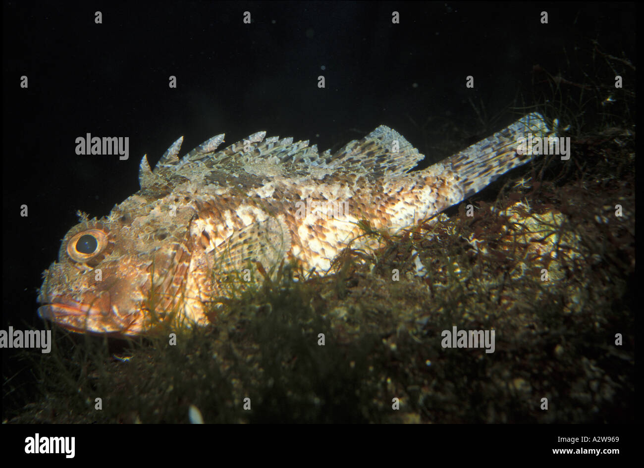 Largescaled scorpionfish hi-res stock photography and images - Alamy