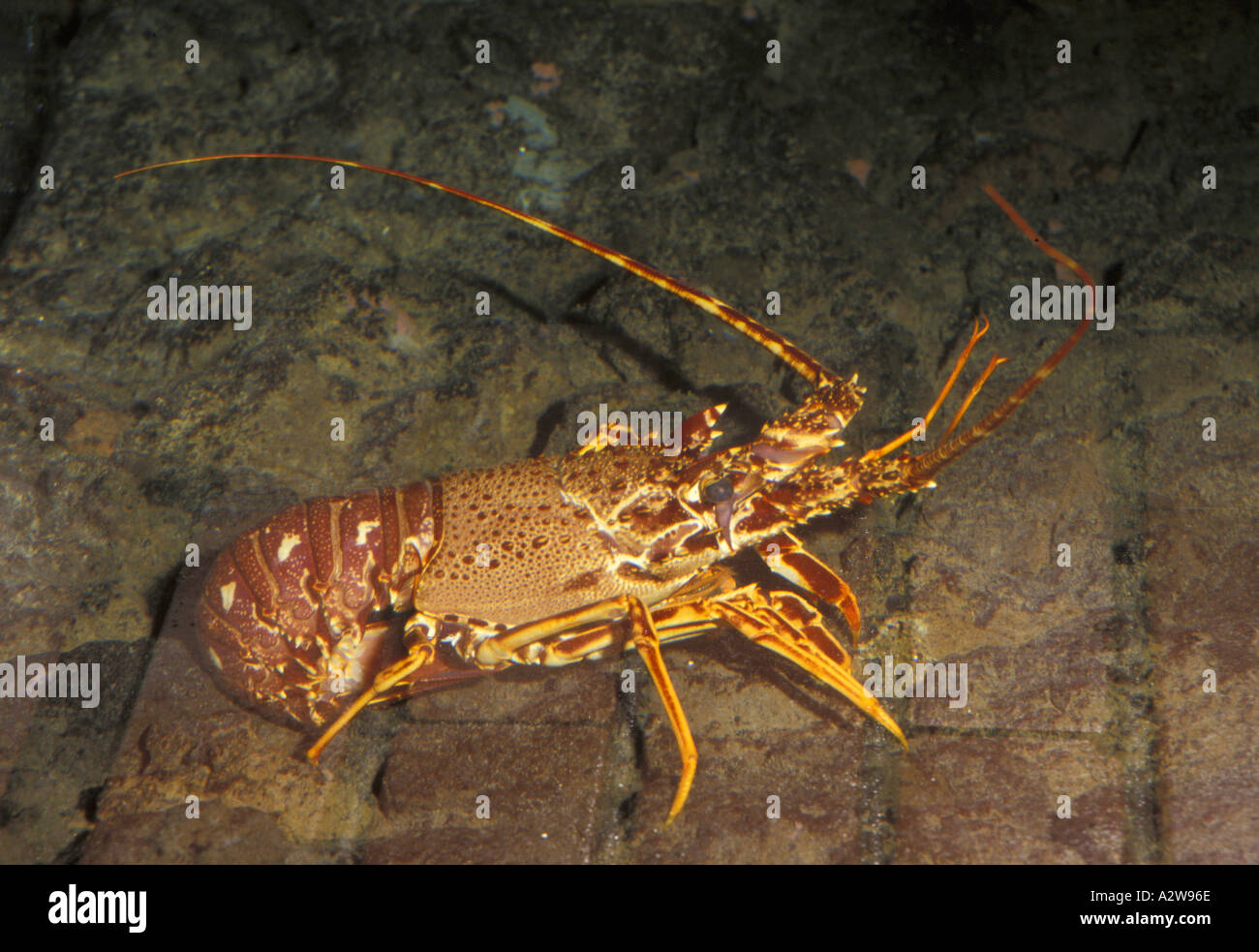 Palinurus vulgaris hi-res stock photography and images - Alamy