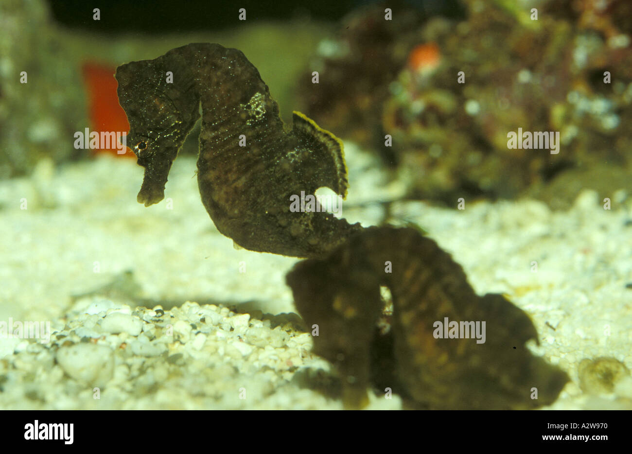 Short snouted seahorse Stock Photo - Alamy
