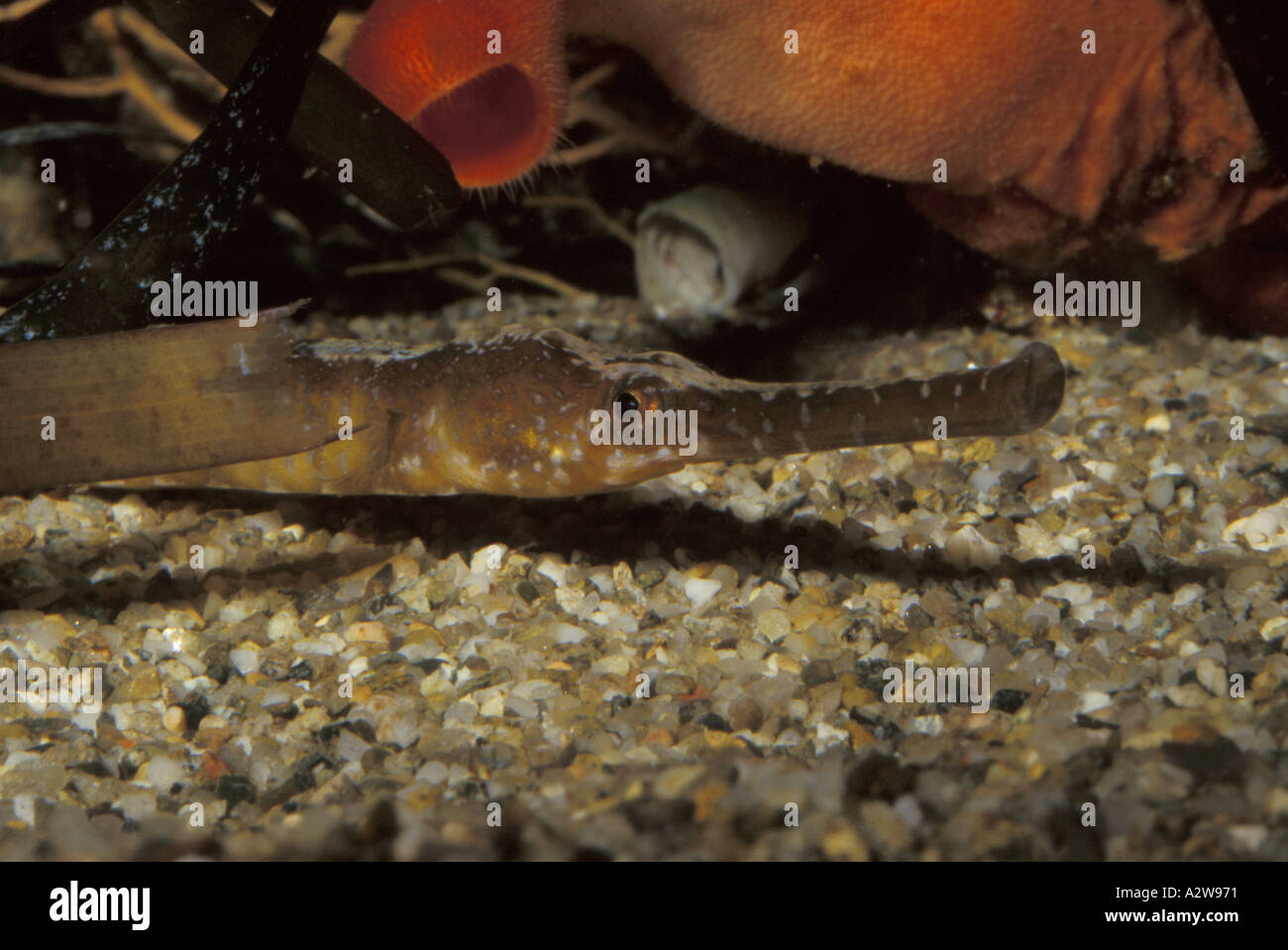 Snouted pipefish hi-res stock photography and images - Alamy