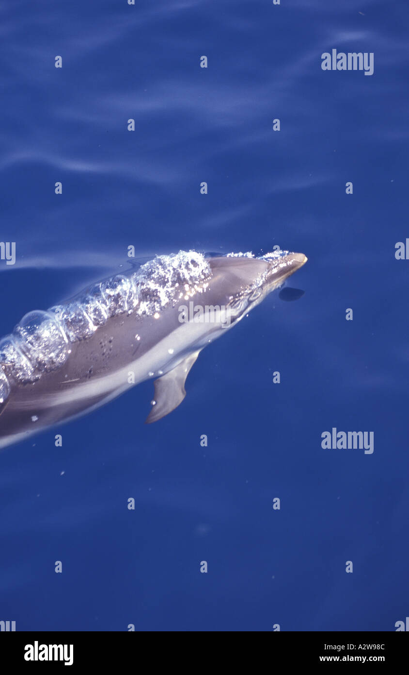 Striped dolphin hi-res stock photography and images - Alamy