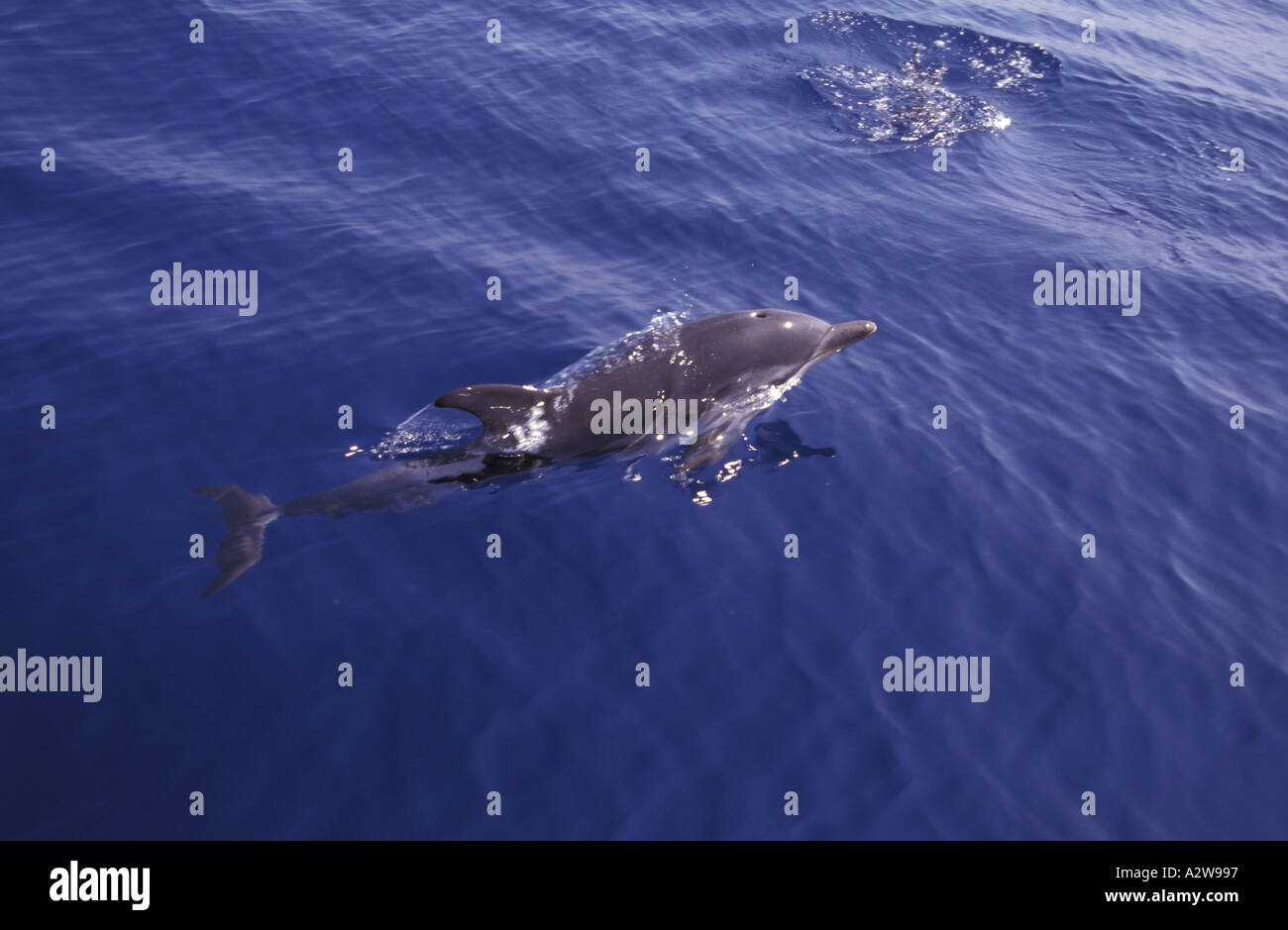 Stenella striata hi-res stock photography and images - Alamy