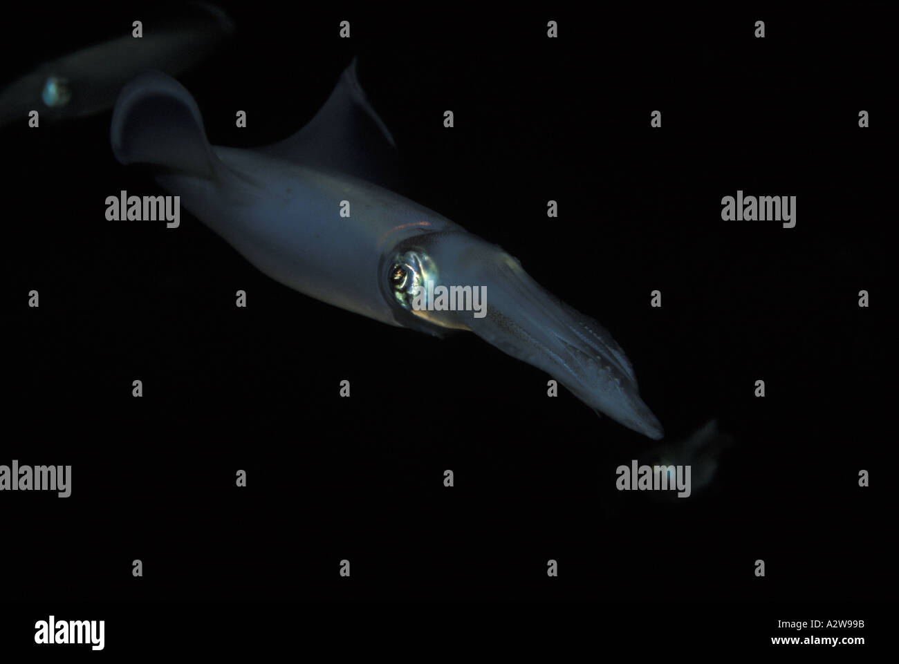 Loligo squid hi-res stock photography and images - Alamy