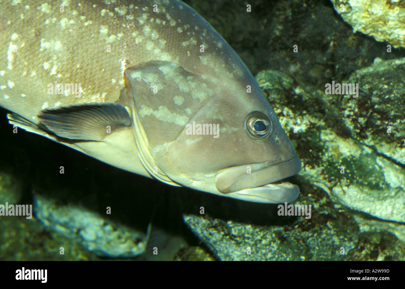 Cernia bruna hi-res stock photography and images - Alamy