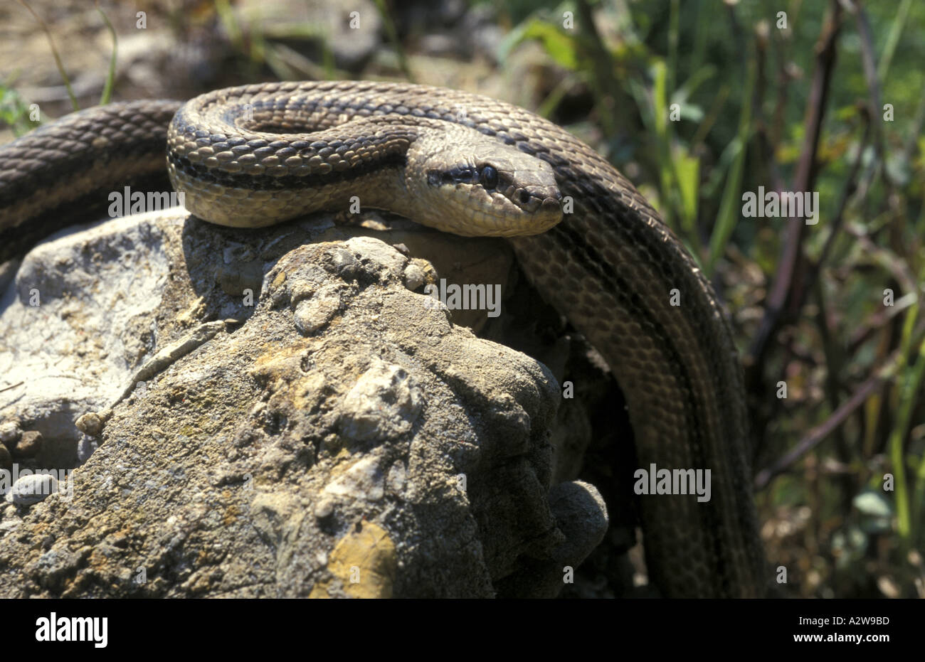 Four lined snake Stock Photo - Alamy