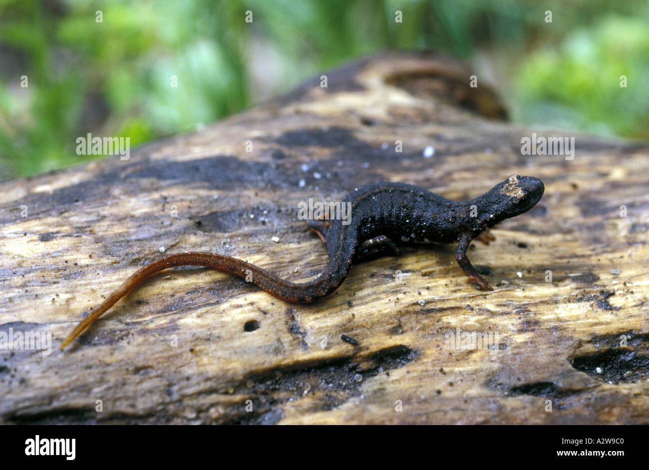 Spectacled salamander hi-res stock photography and images - Alamy