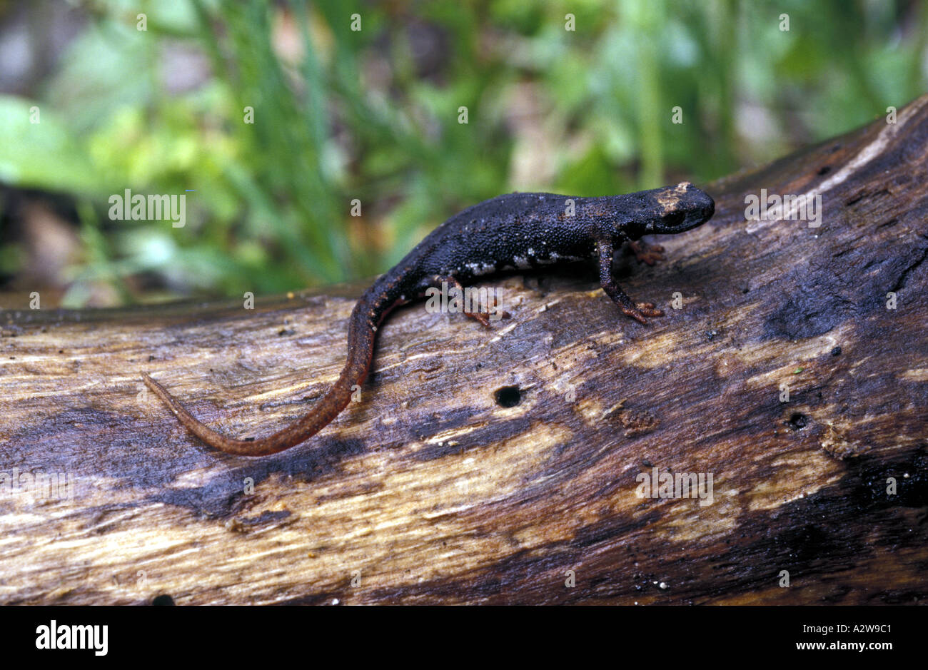 Spectacled salamander hi-res stock photography and images - Alamy
