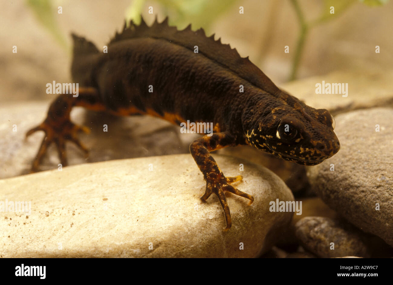 Great crested newt Stock Photo - Alamy