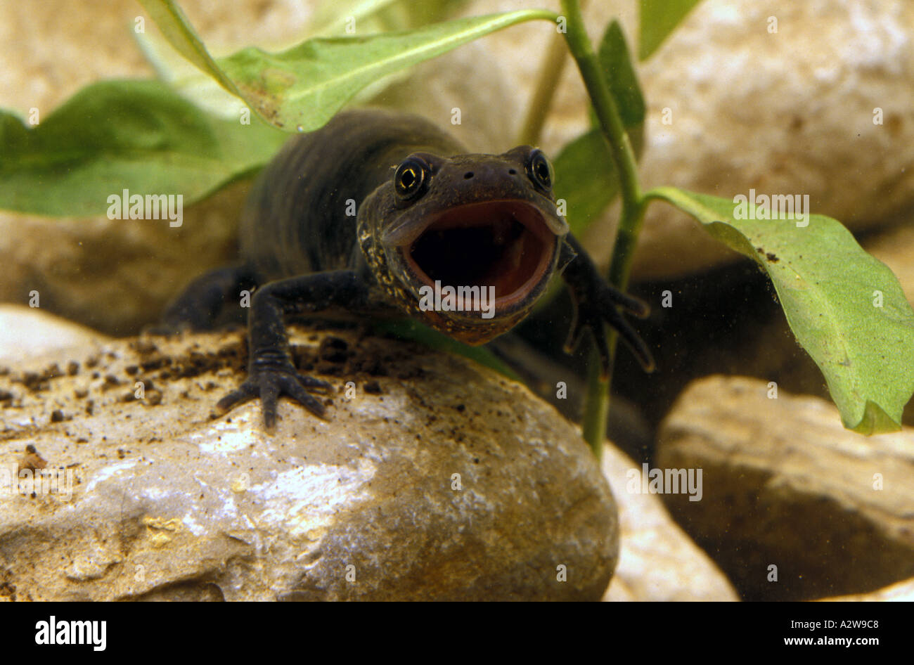 Great crested newt Stock Photo - Alamy