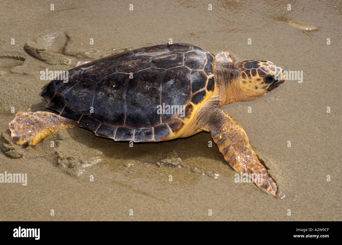 Loggerhead sea turtle Stock Photo - Alamy