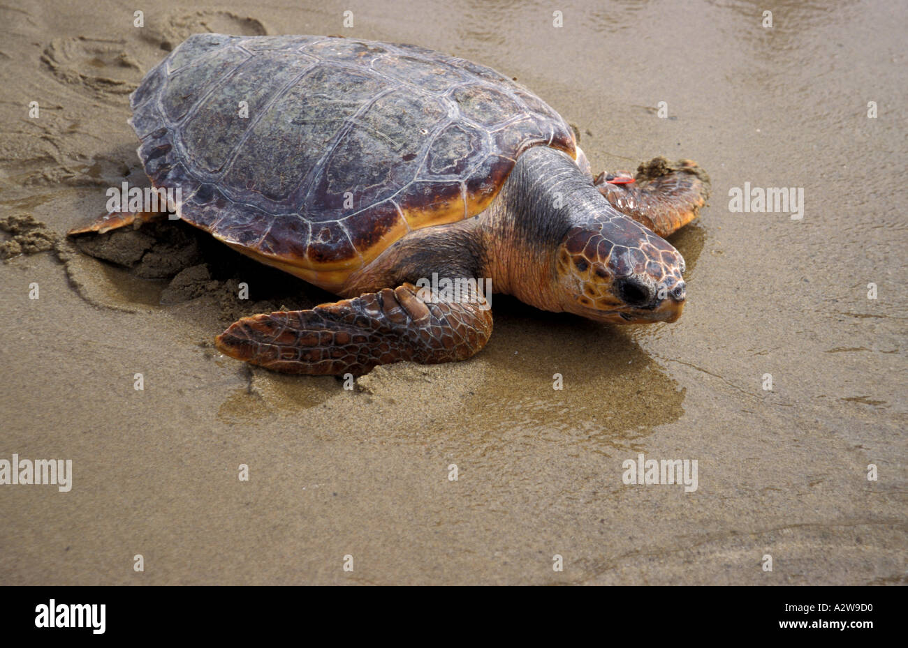 Loggerhead sea turtle Stock Photo - Alamy