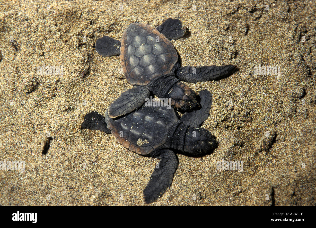 Loggerhead marina hi-res stock photography and images - Alamy