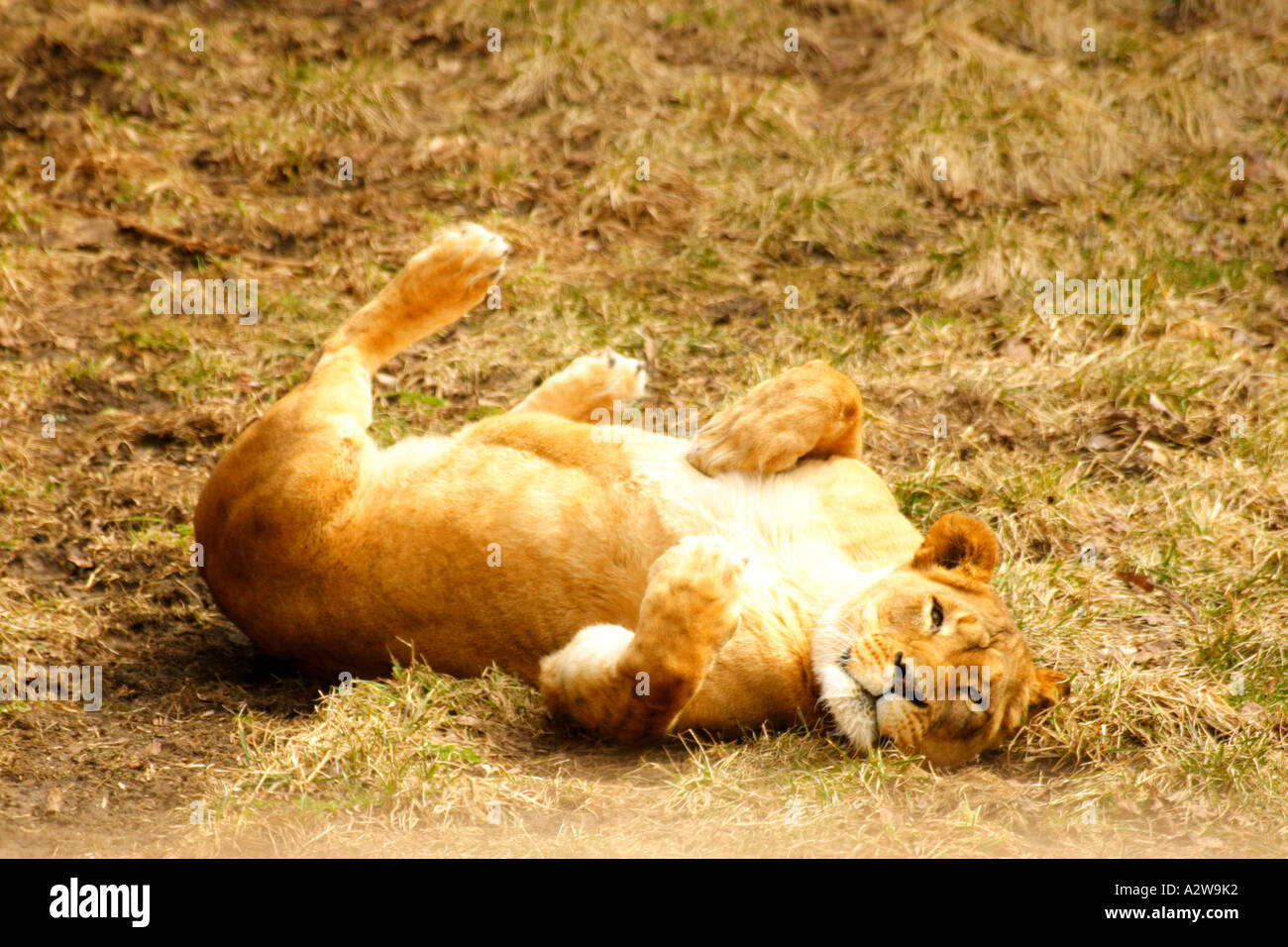 Female lion rubbing its back Stock Photo - Alamy