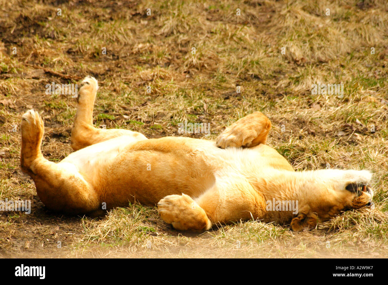 Female lion rubbing its back Stock Photo - Alamy