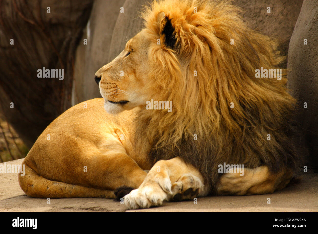 Male lion resting Stock Photo - Alamy