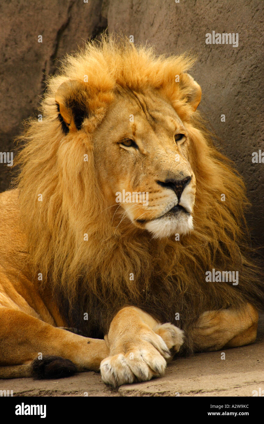 Male lion resting Stock Photo - Alamy