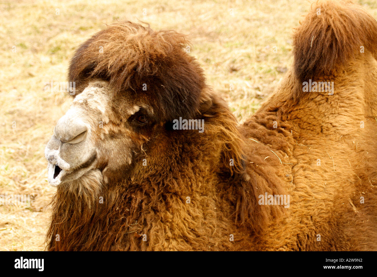 Cavalcade of camels hi-res stock photography and images - Alamy