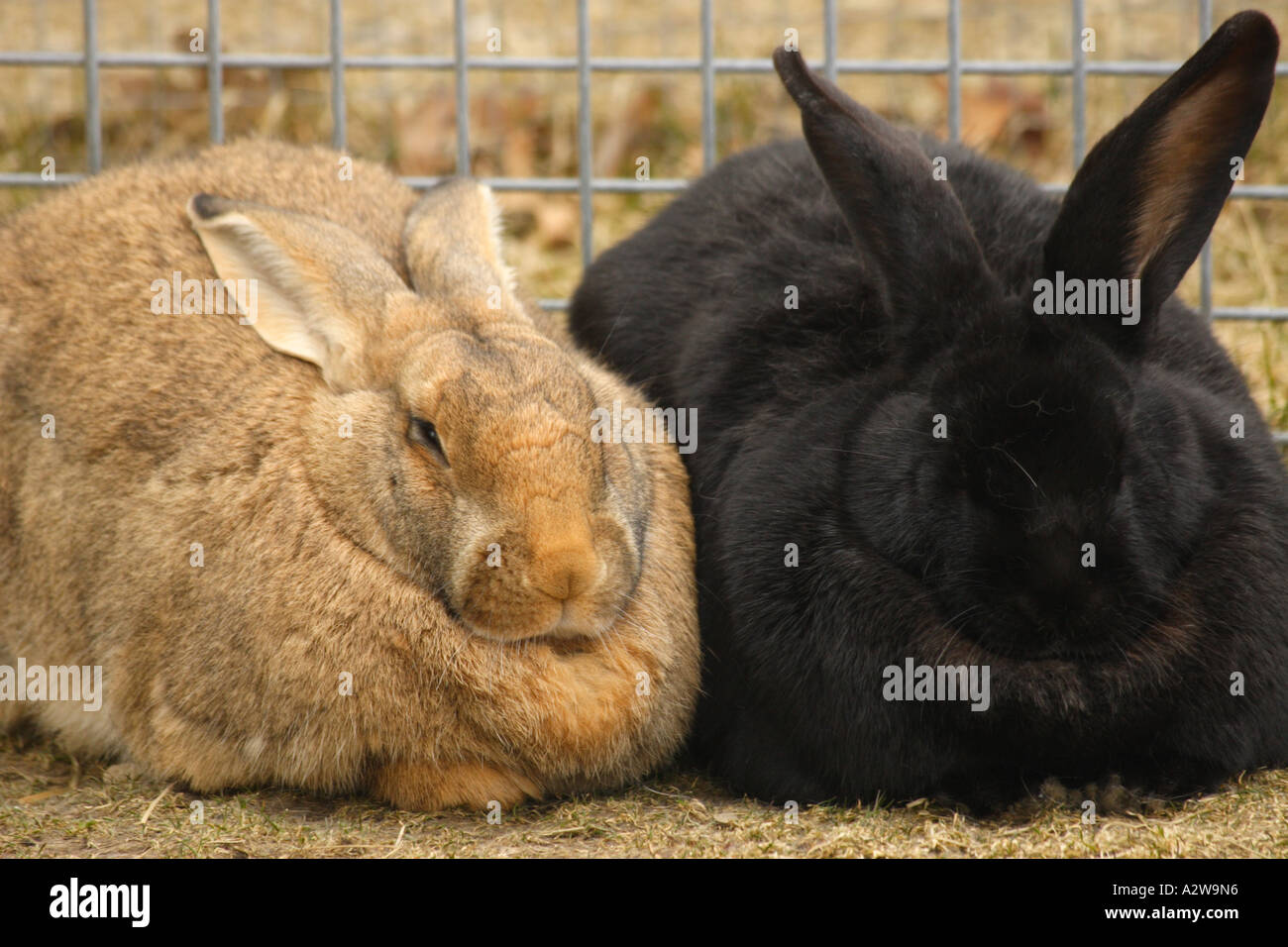 Sleep rabbits hi-res stock photography and images - Alamy