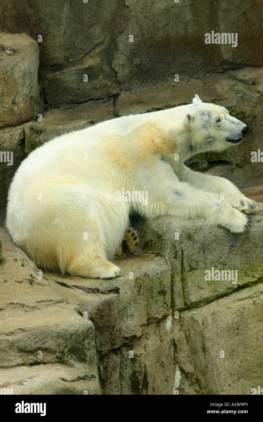 polar bear resting Stock Photo - Alamy