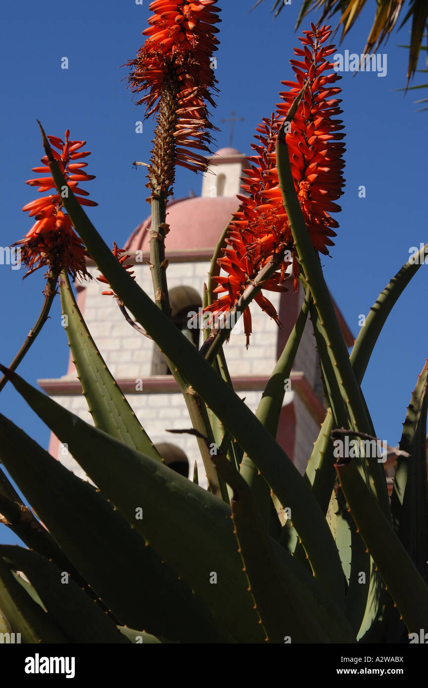Aloe barbara hi-res stock photography and images - Alamy