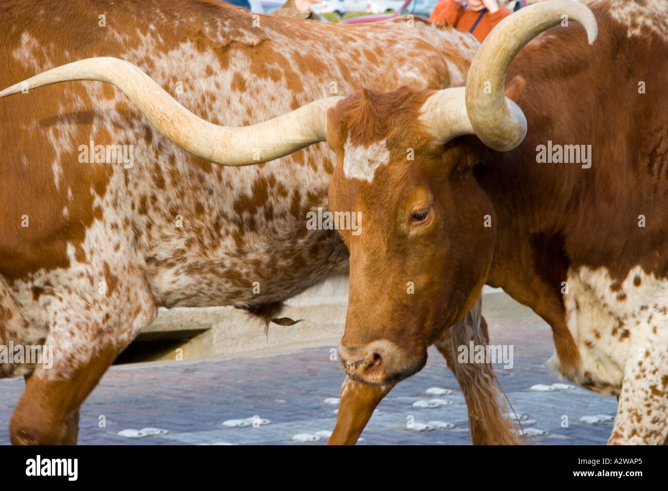 Texas long horn cows hi-res stock photography and images - Alamy