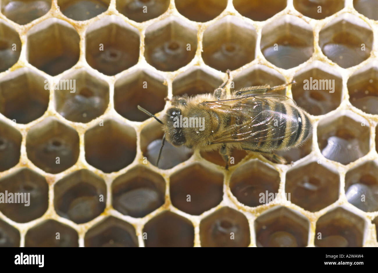 Single Honey Bee on Comb Apis mellifera Stock Photo - Alamy
