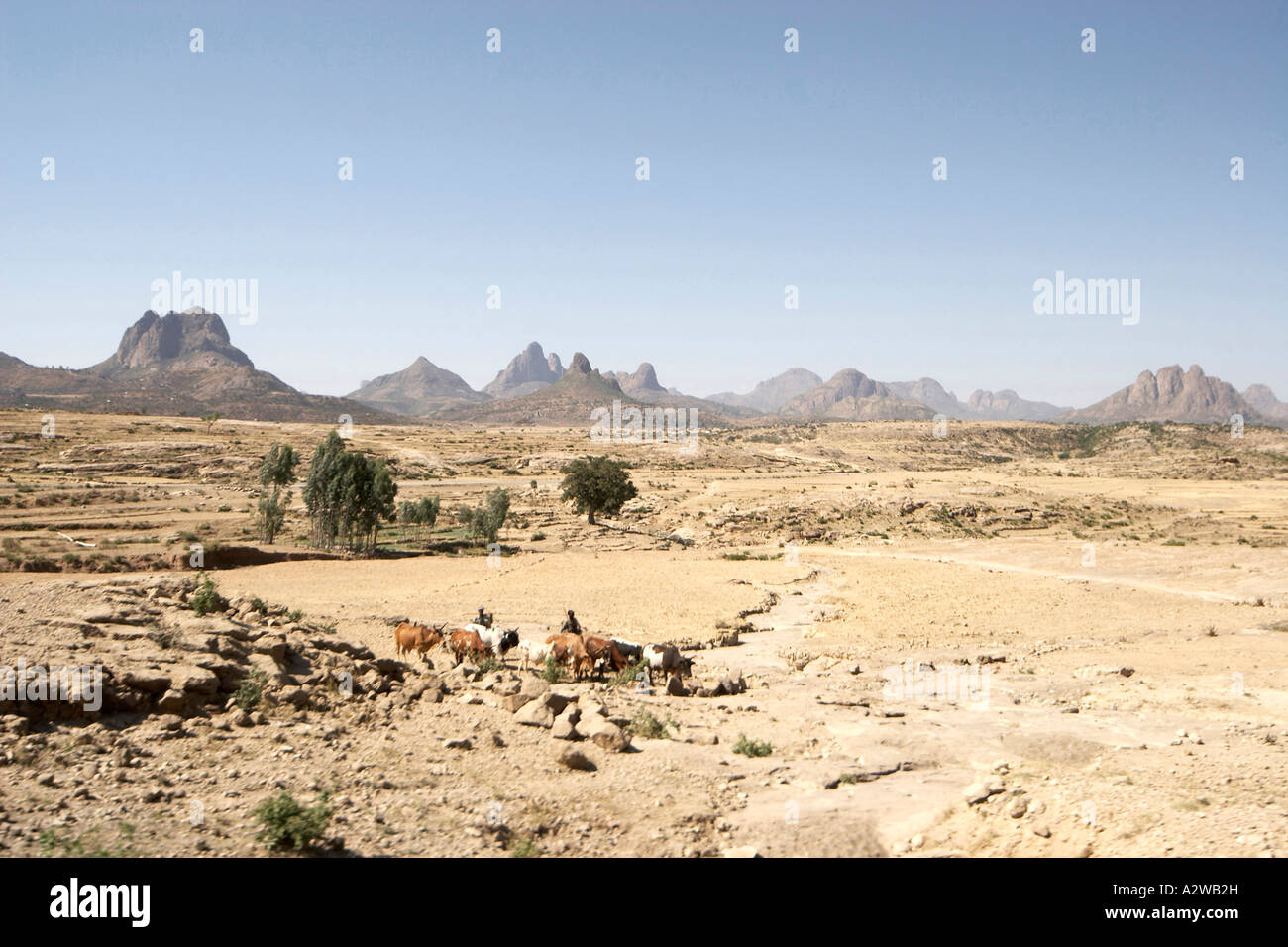 People cattle herders with Adwa mountains in distance northern Ethiopia ...