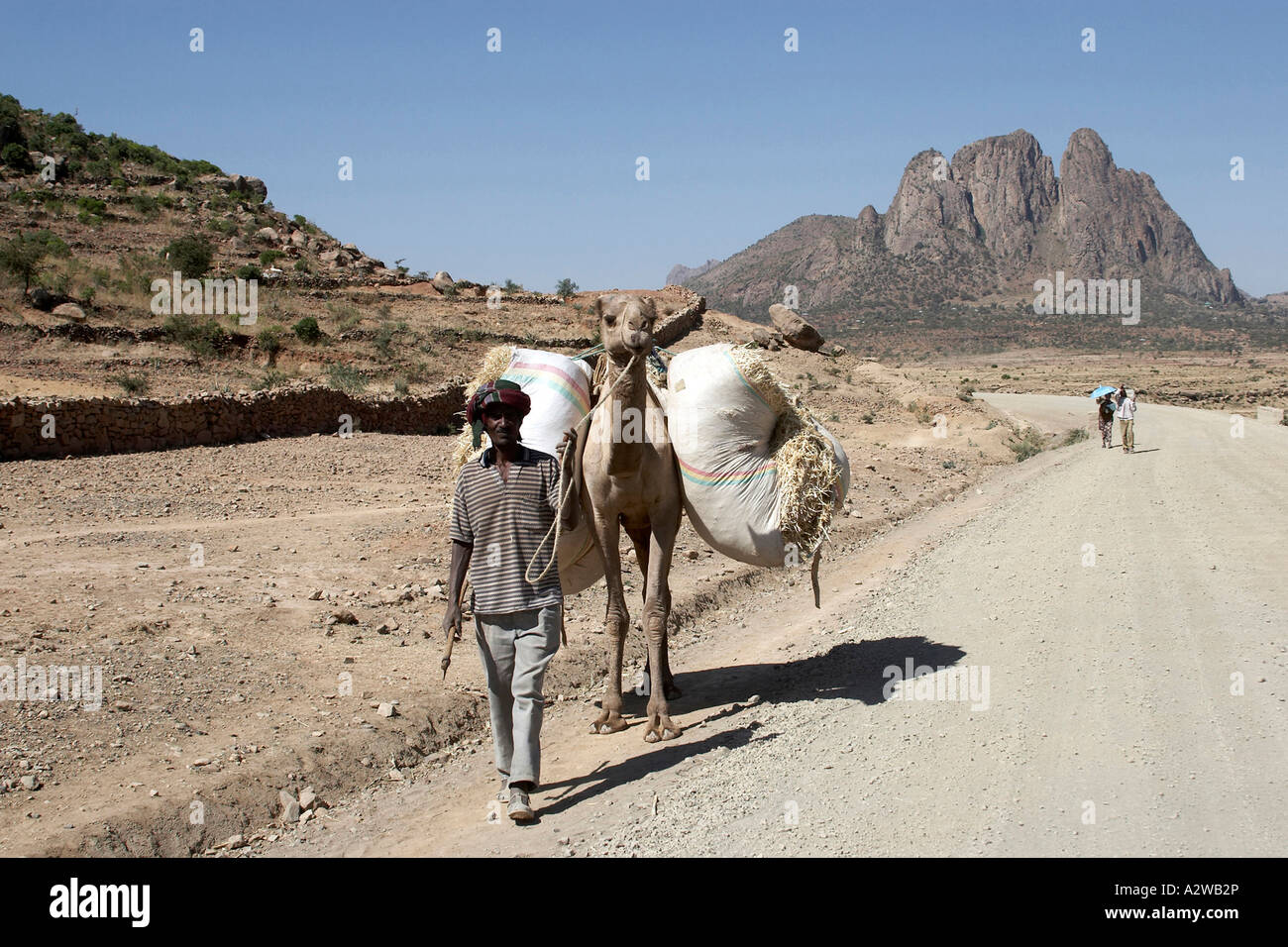 People and camel herder with Adwa mountains in distance northern ...