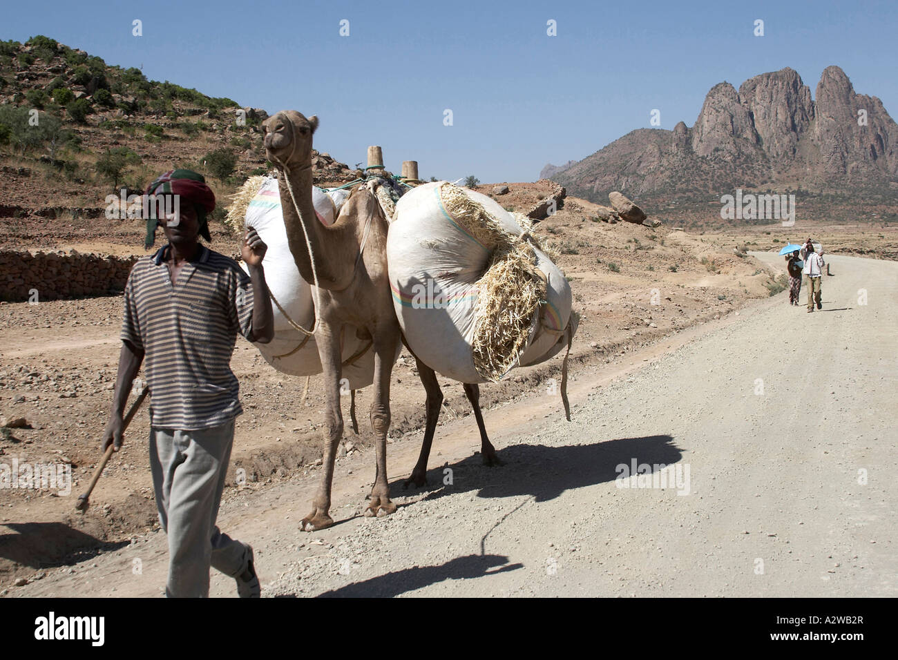 People and camel herder with Adwa mountains in distance northern ...