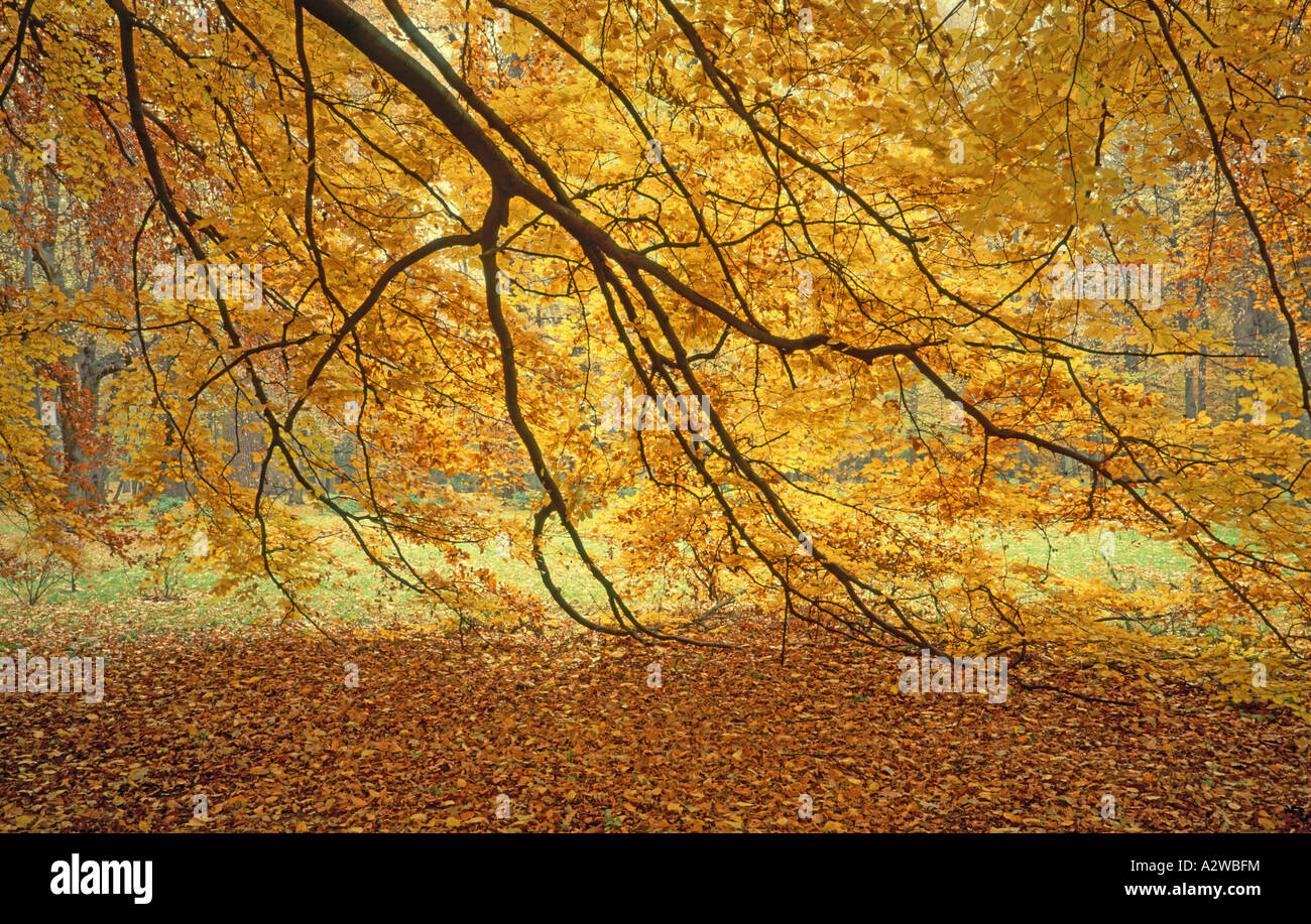 Beech tree branch at fall Fagus sylvatica Stock Photo - Alamy