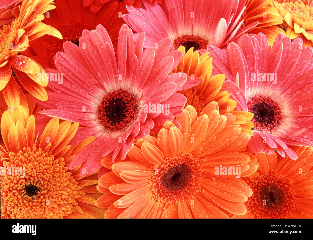 Bunch of Gerberas close up Gerbera jamesonii Stock Photo - Alamy