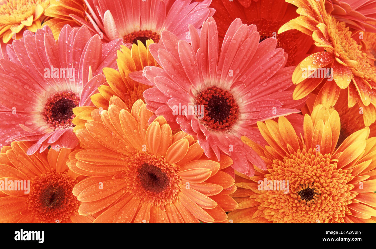 Bunch of Gerberas close up Gerbera jamesonii Stock Photo - Alamy