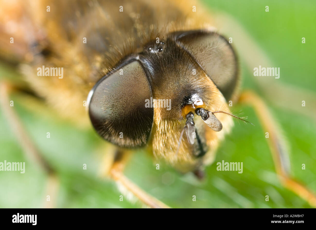 Bug eye hi-res stock photography and images - Alamy