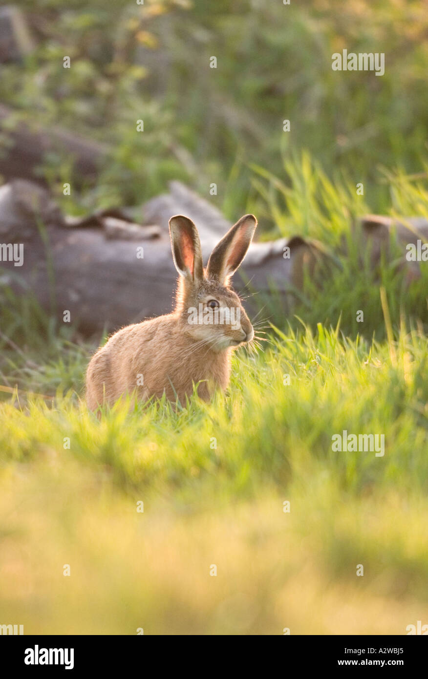 Brown Hare Grazing Lepus capensis Norfolk UK Stock Photo - Alamy