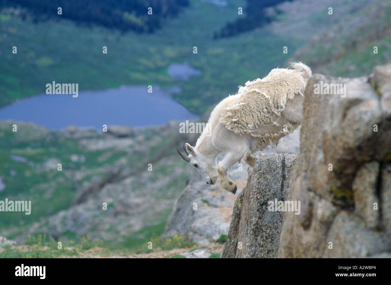 Mountain goat drops over step cliff on Mt Evans Colorado USA Stock ...