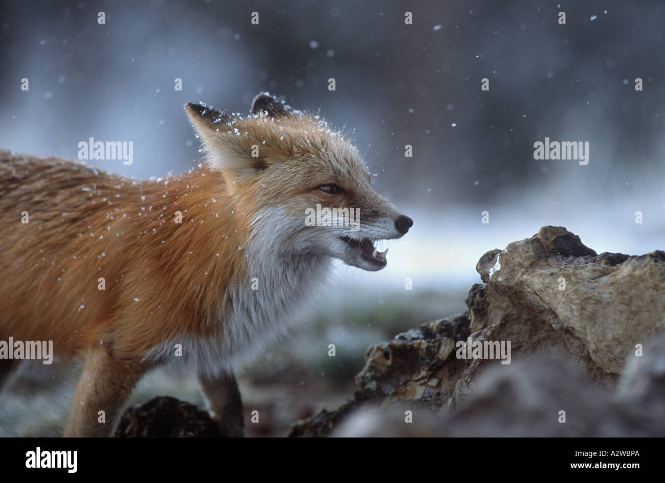 Red fox during snowfall in mountains west of Boulder Colorado Stock ...