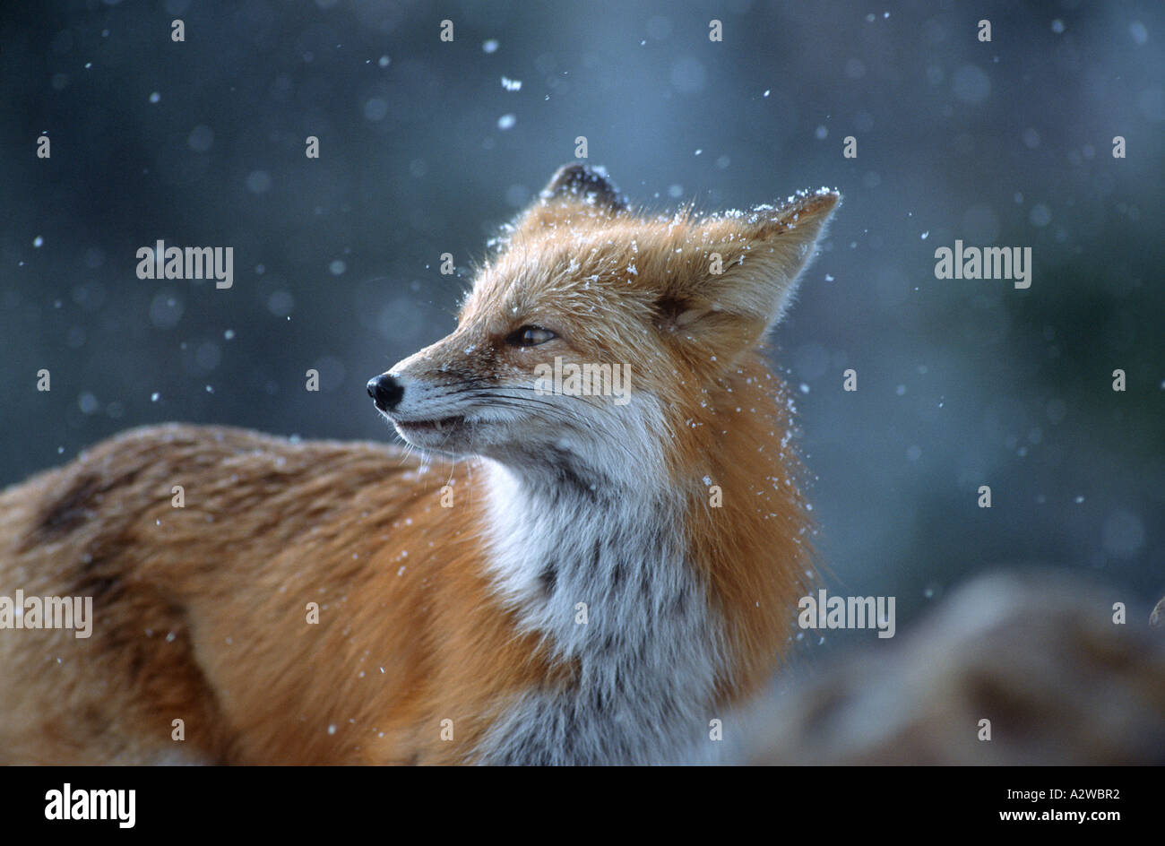 Red fox looks back during snow in Colorado mountains near Boulder Stock ...