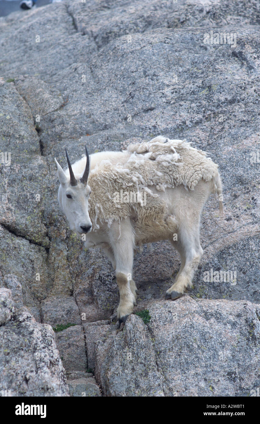Agile mountain goats hi-res stock photography and images - Alamy