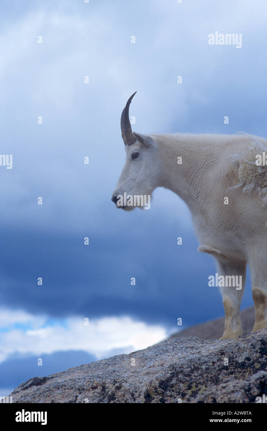 Goat profile hi-res stock photography and images - Alamy