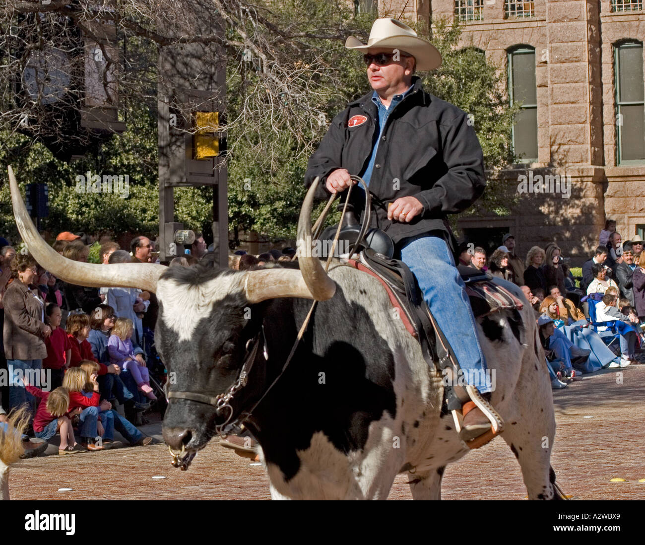 Fat steers hi-res stock photography and images - Alamy