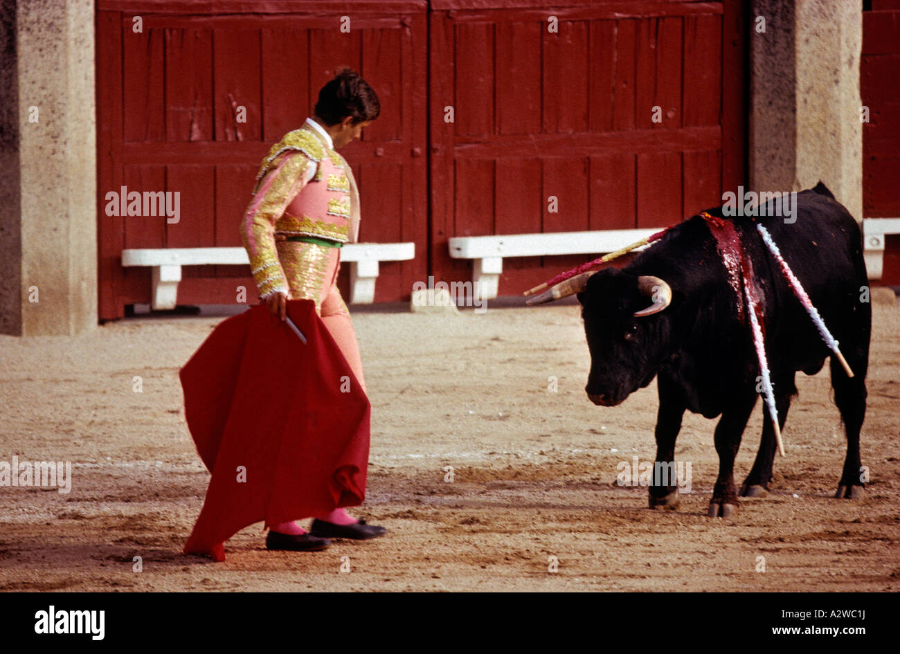 Bull fight stand off hi-res stock photography and images - Alamy