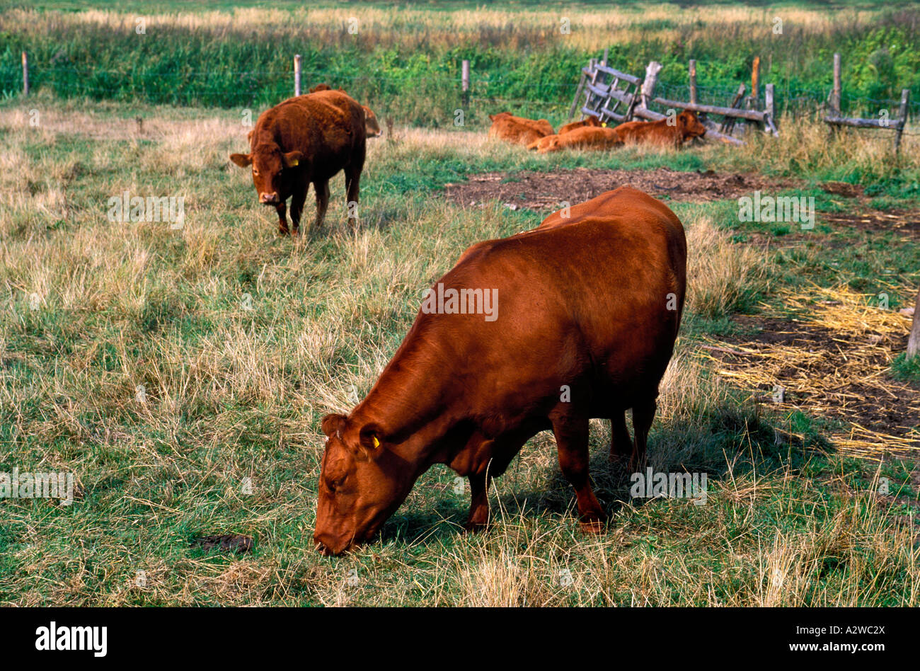 Denmark grazing cattle Stock Photo - Alamy
