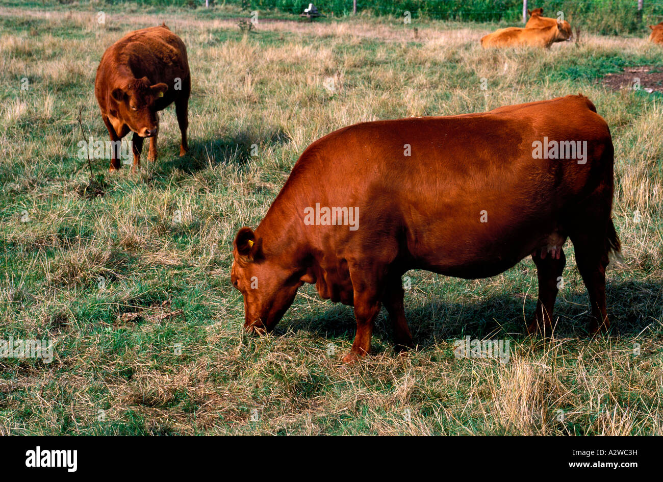 Denmark grazing cattle Stock Photo - Alamy