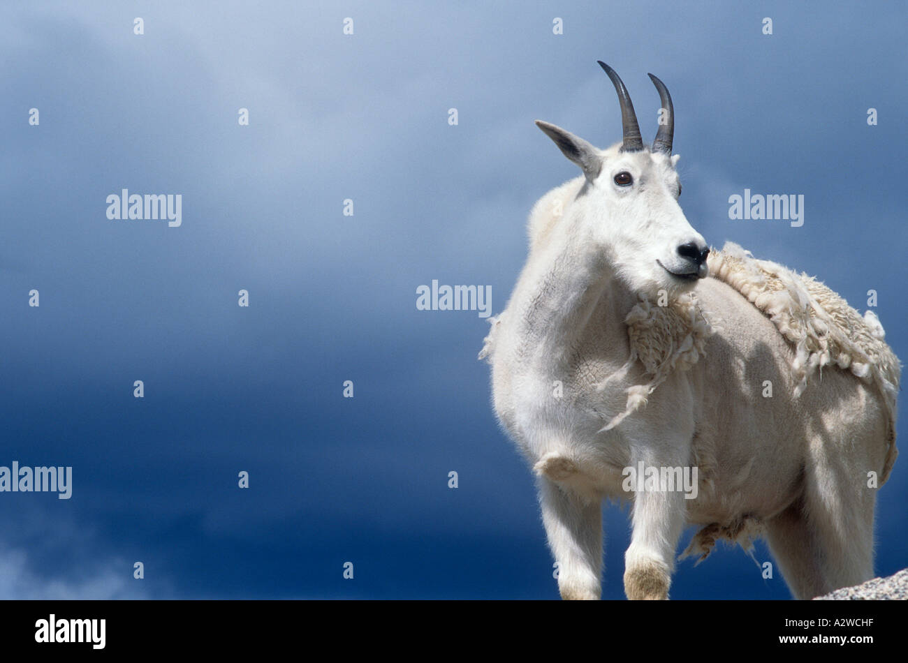 Mountain goat on Mt Evans Colorado USA Stock Photo - Alamy